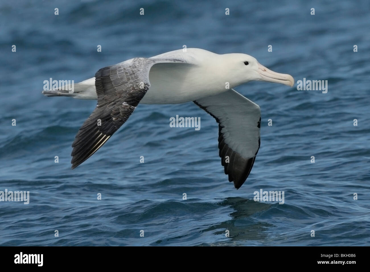 adult wandering albatross flying above ocean; volwassen grote albatros ...