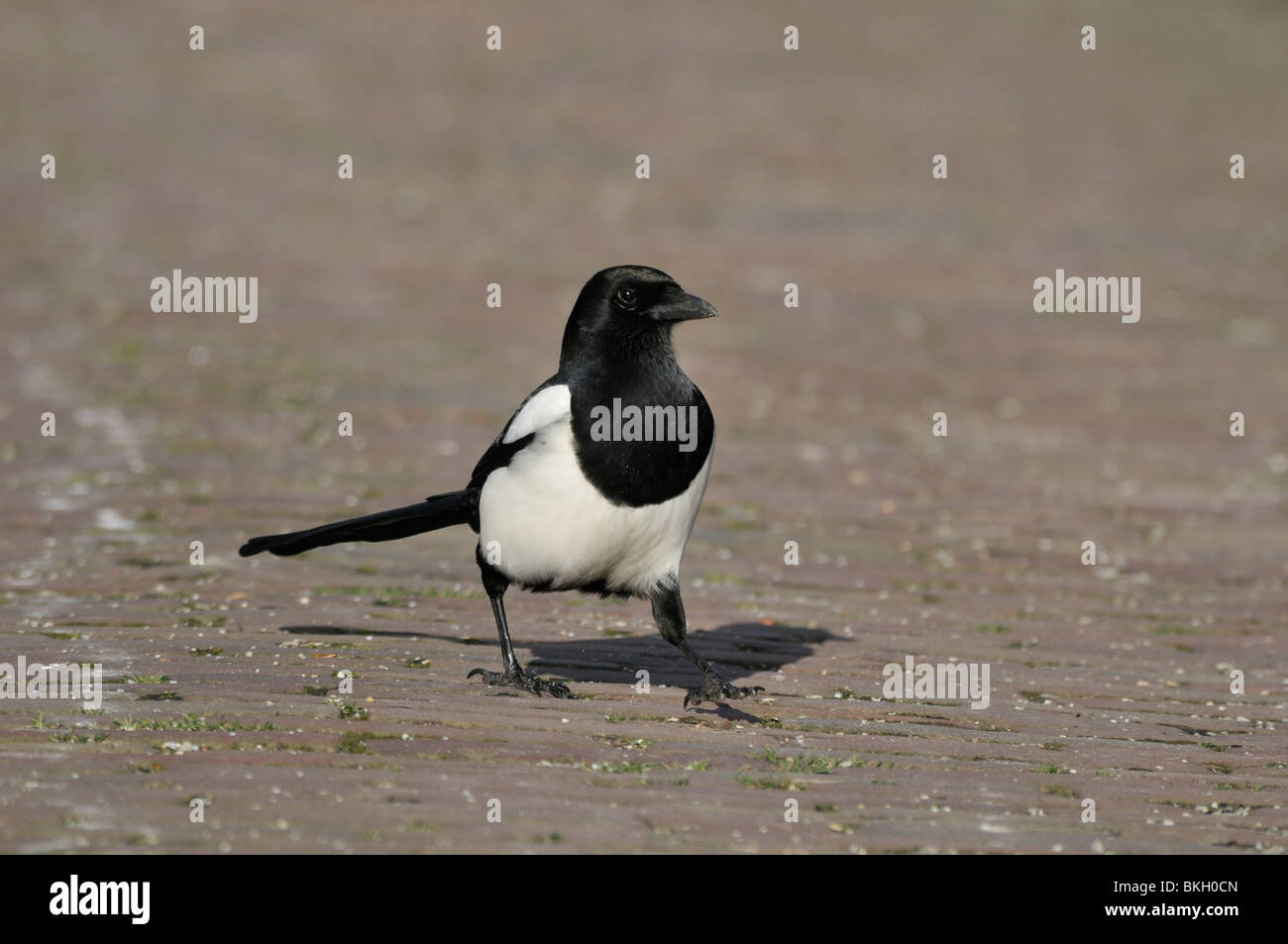 Magpie walking hi-res stock photography and images - Alamy