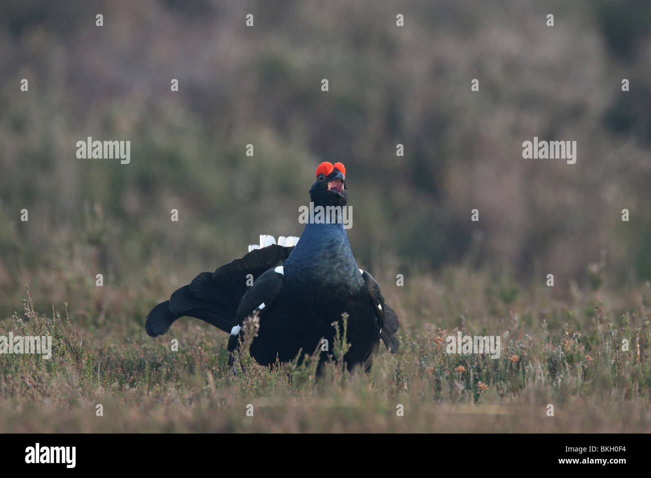 Korhoen; Tetrao tetrix; Black Grouse; Birkhuhn; Tetras lyre Stock Photo ...