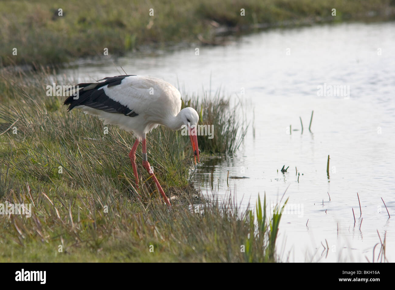 White stork looking for food Stock Photo - Alamy