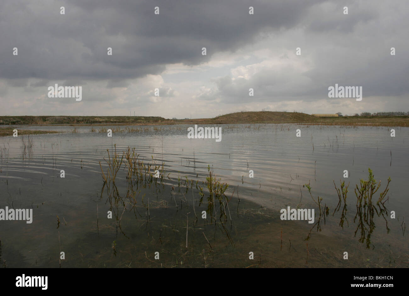 Overflown wetland beside the river Waal Stock Photo - Alamy