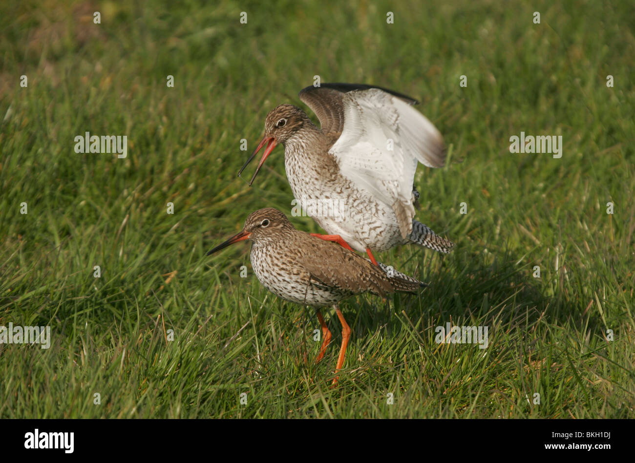 Mating behaviour of Common redshanks Stock Photo - Alamy