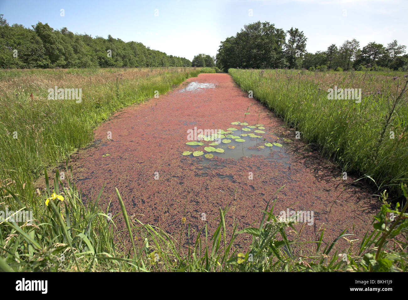 Rood kroos hi-res stock photography and images - Alamy