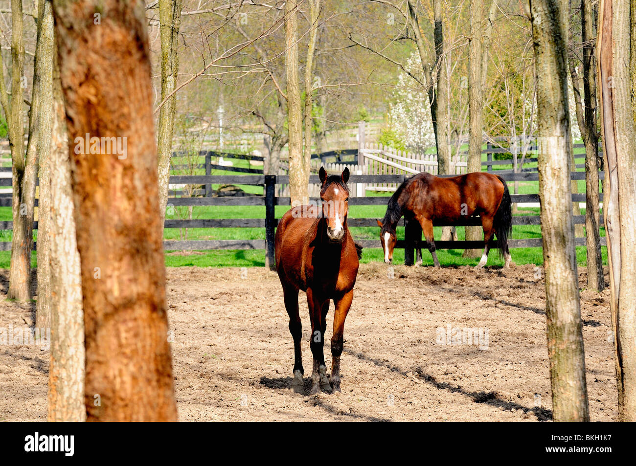 Two horses sharing a corral Stock Photo - Alamy