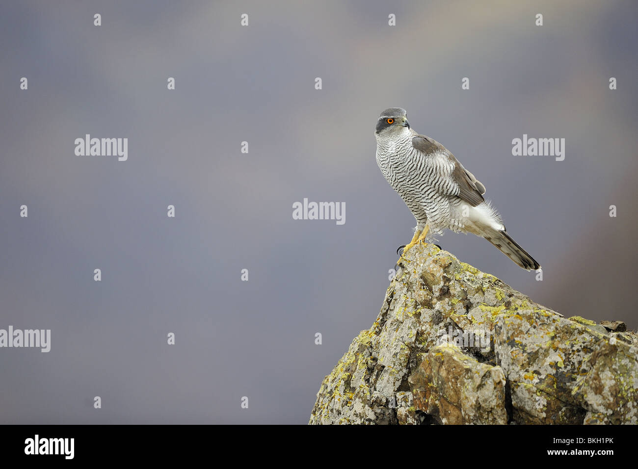 Northern goshawk accipiter gentilis male hi-res stock photography and ...