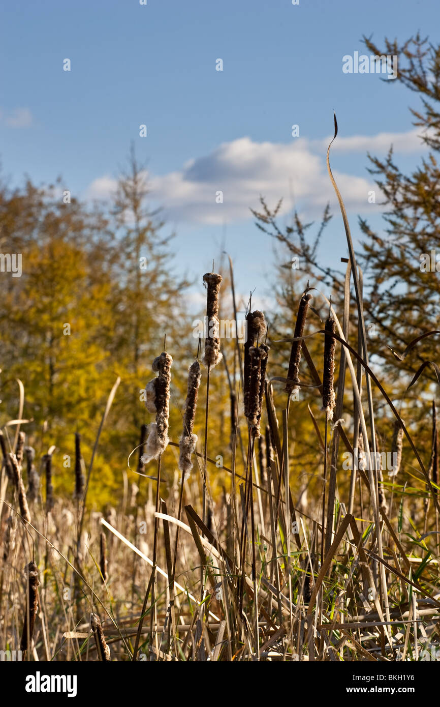 Dry bulrushes hi-res stock photography and images - Alamy