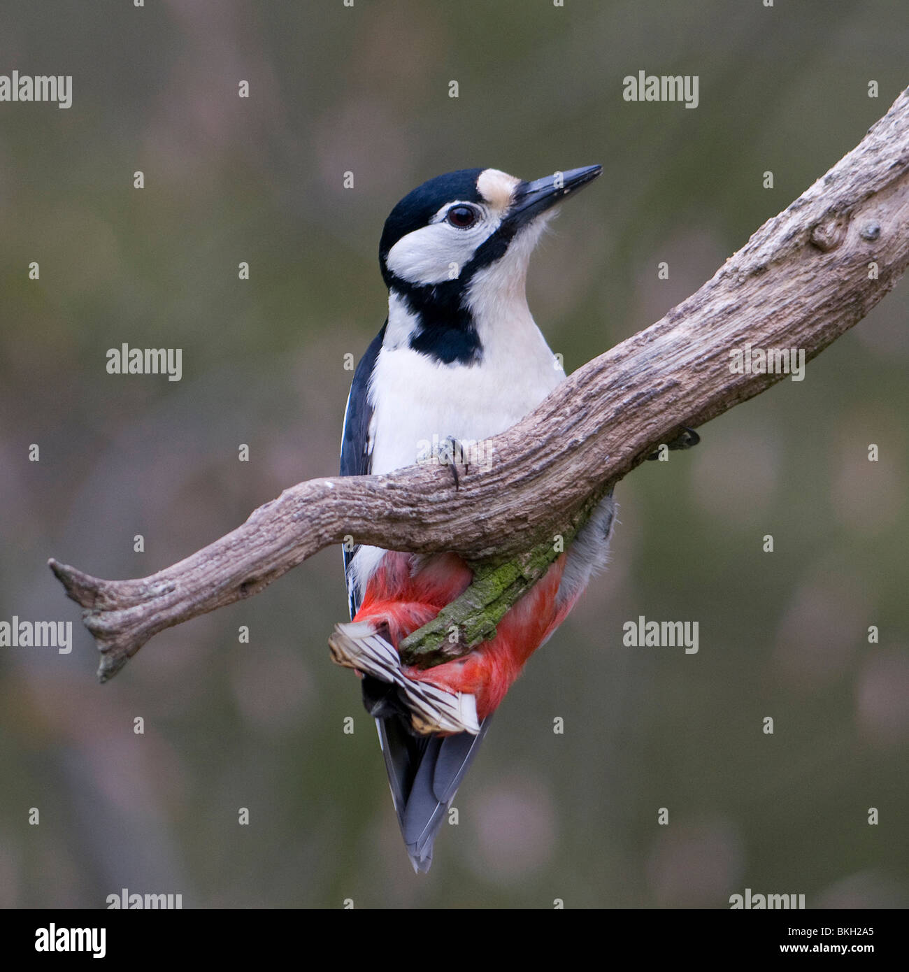 Grote bonte specht hangend aan een tak Stock Photo - Alamy