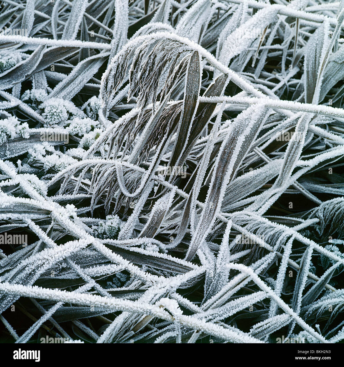 Hoar frost hi-res stock photography and images - Alamy