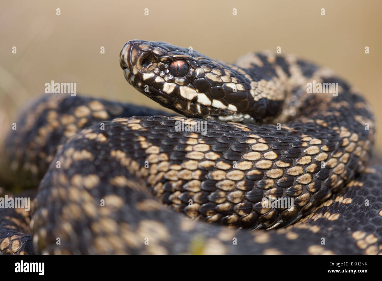 Intimidating pose hi-res stock photography and images - Alamy