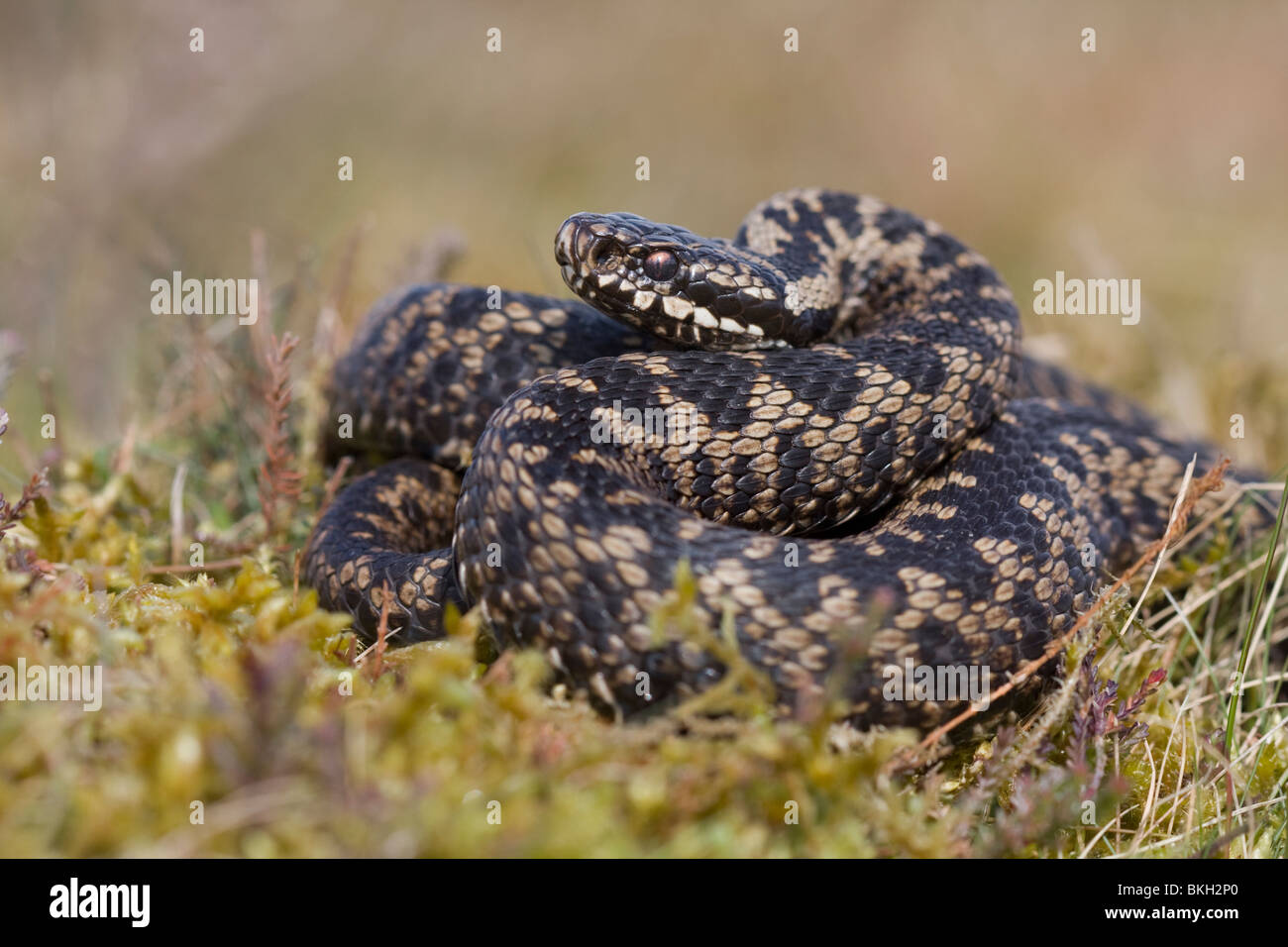 Intimidating Pose High Resolution Stock Photography and Images - Alamy