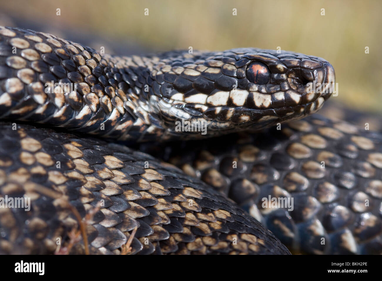 Portret van een zonnende adder; Portait of a basking Adder Stock Photo ...