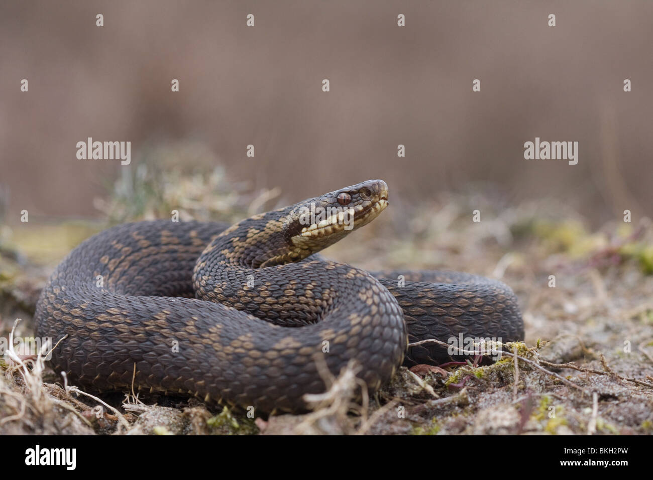 Mannelijk adder in dreighouding hi-res stock photography and images - Alamy