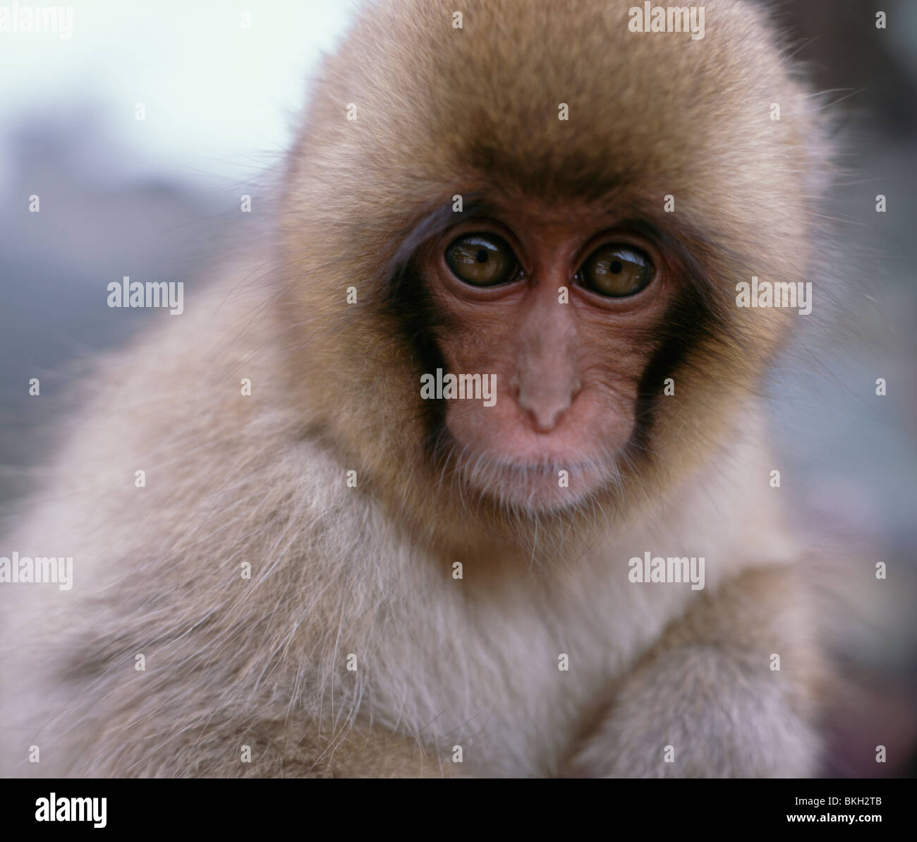 Japanese Snow Monkey , Japanese Macaque ( Macaca fuscata ) bathing in ...