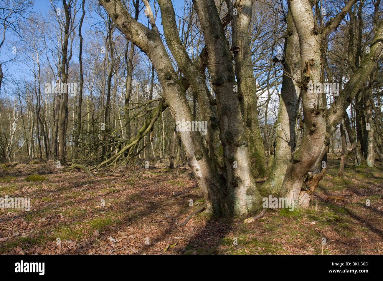 Oude berkenboom; Old Birch Tree Stock Photo - Alamy