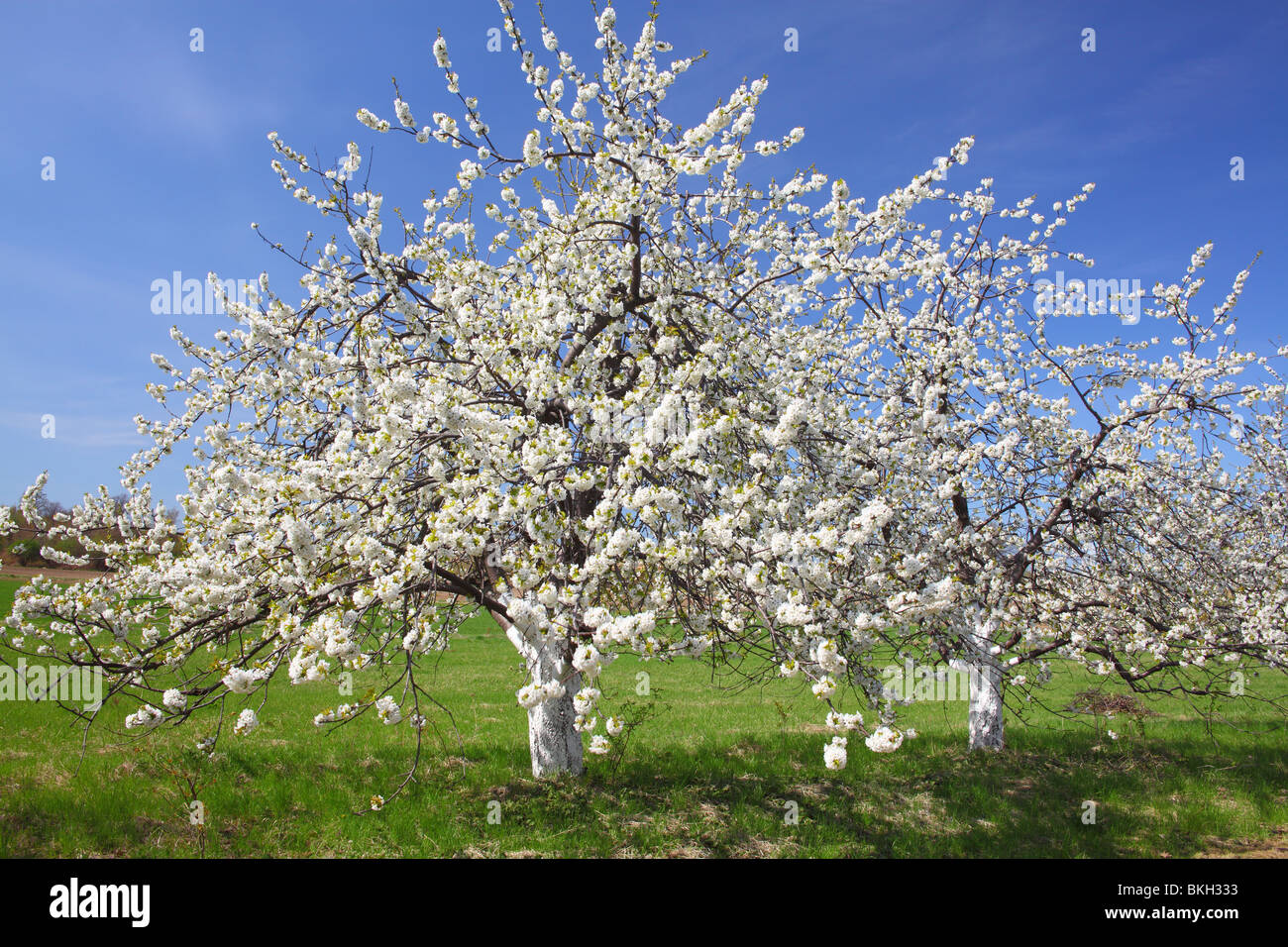 Cherry trees blooming in a sunny spring day Cerasus avium Stock Photo ...