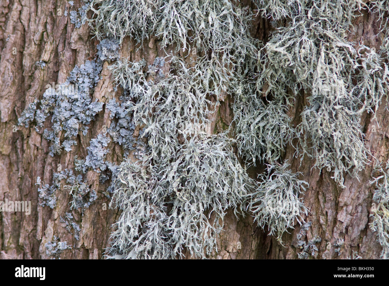 Dotted Ramalina and Hammered Shield Lichen Stock Photo - Alamy