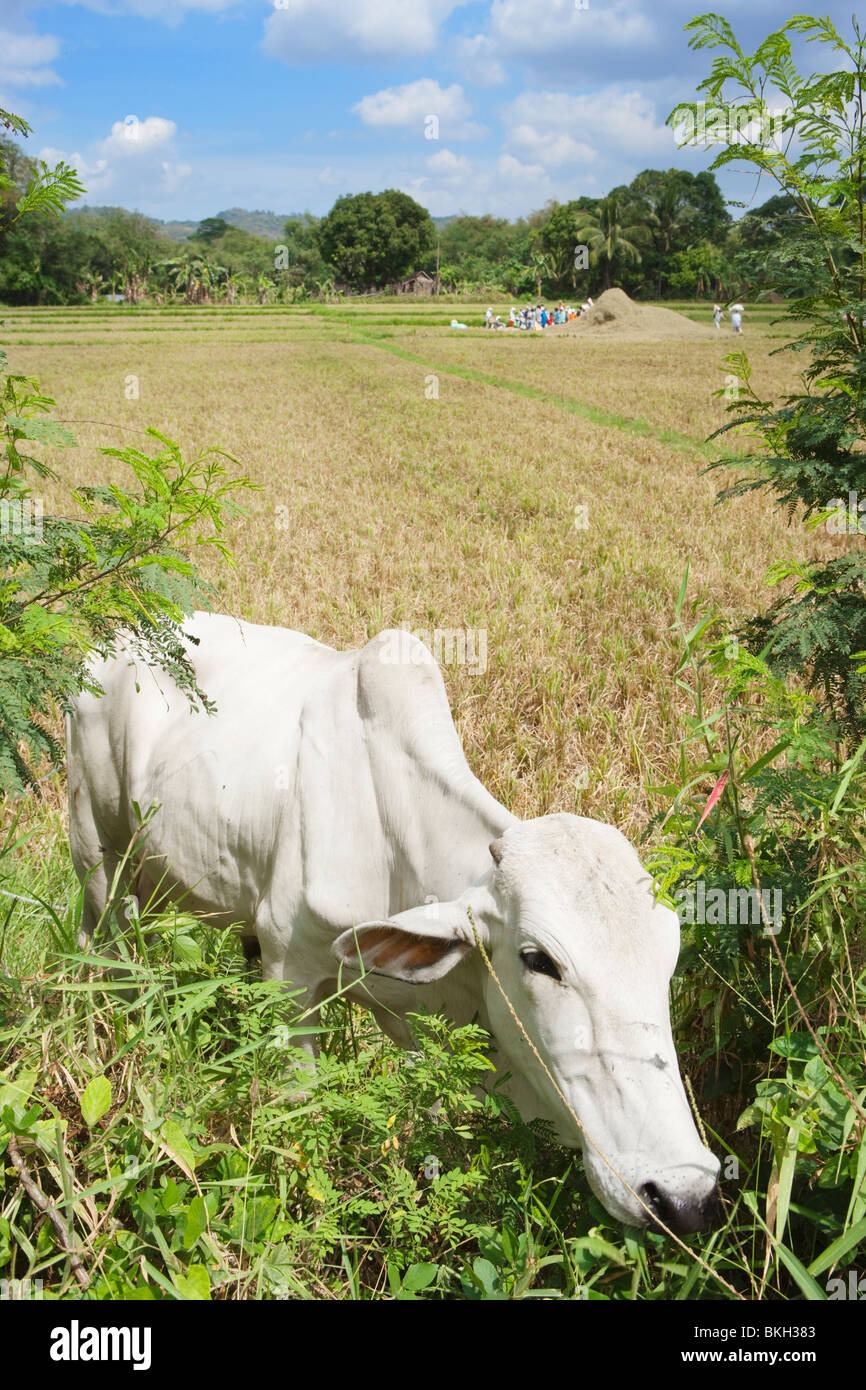 Rice farming cow hi-res stock photography and images - Alamy
