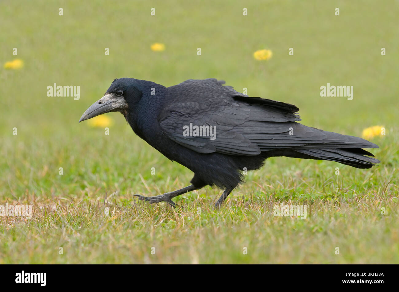 Roek op het gras hi-res stock photography and images - Alamy