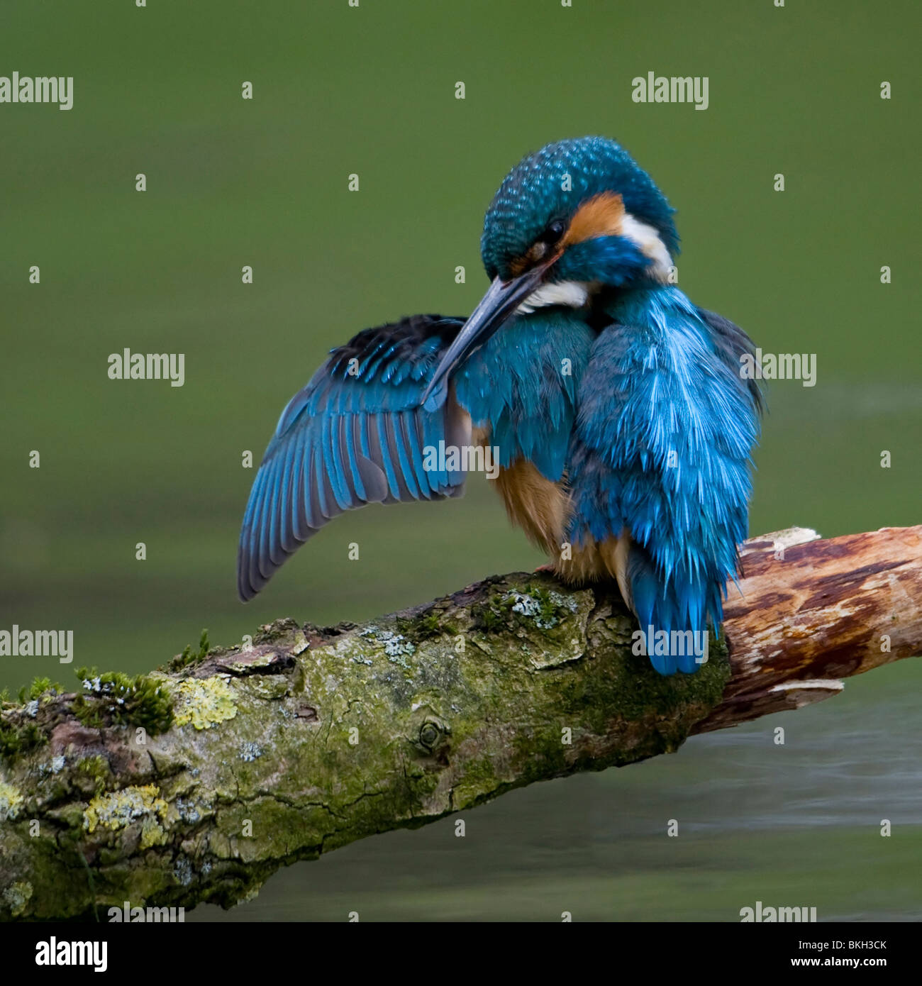 Common kingfisher alcedo atthis preening hi-res stock photography and ...