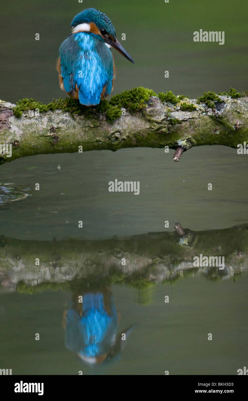 Ijsvogel op een tak hi-res stock photography and images - Alamy