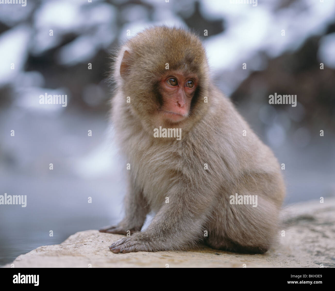 Japanese Snow Monkey , Japanese Macaque ( Macaca fuscata ) bathing in ...