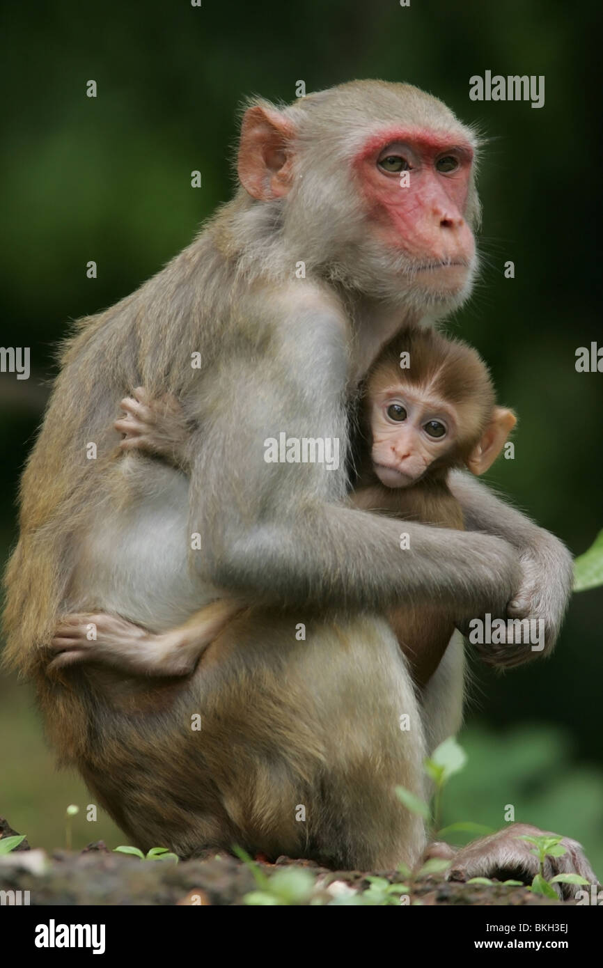 Rhesus macaque (Macaca mulatta) mother and child Stock Photo - Alamy