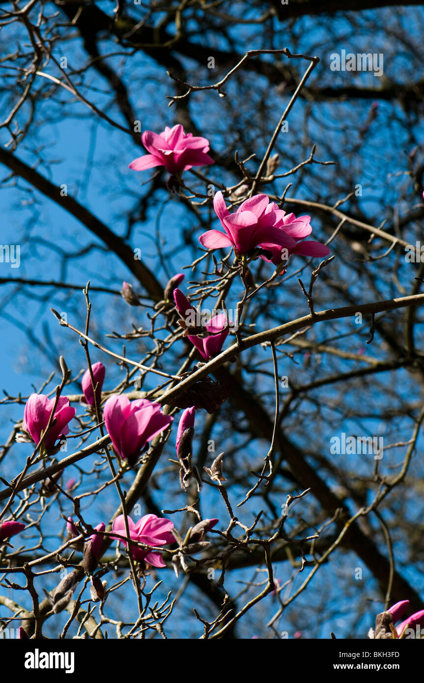Magnolia diva spring flower hi-res stock photography and images - Alamy