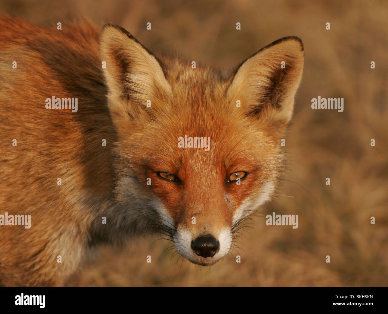 Portrait of a fox Stock Photo - Alamy
