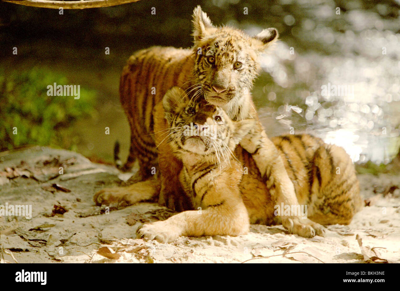 Two brothers 2004 hi-res stock photography and images - Alamy