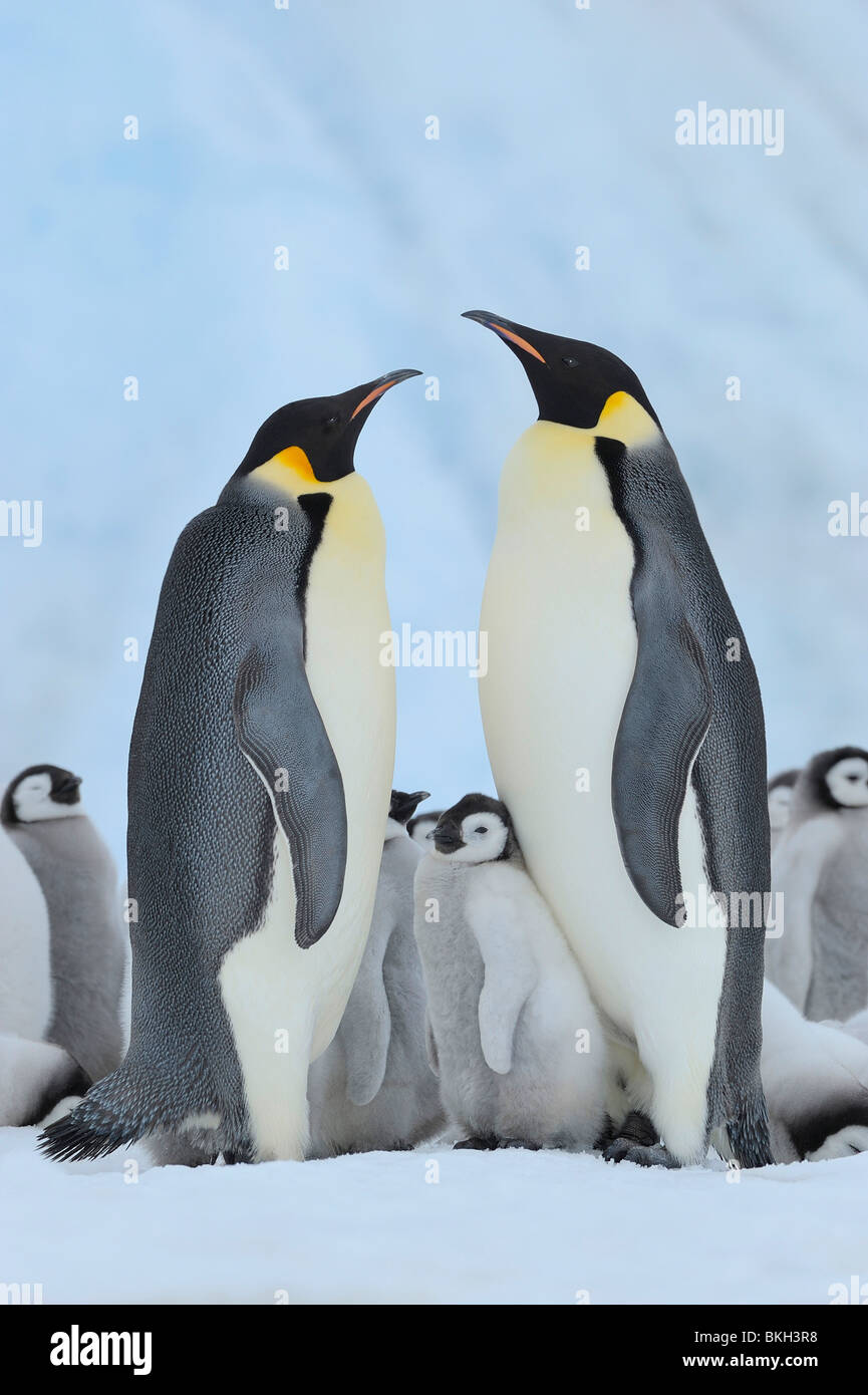 Adult emperor penguins with chicks hi-res stock photography and images ...