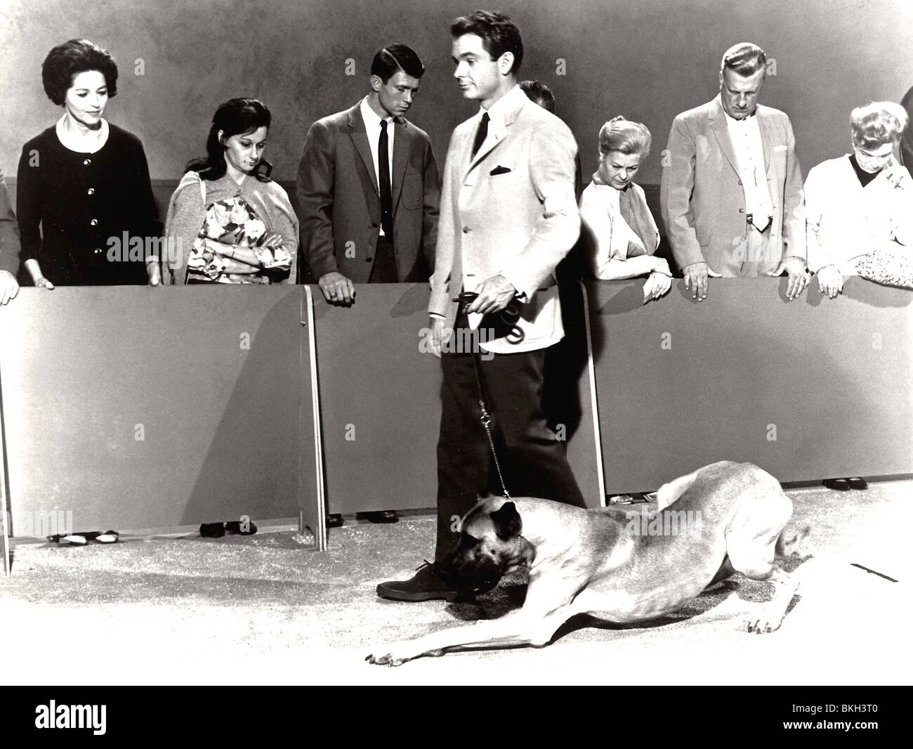 THE UGLY DACHSHUND (1966) DEAN JONES DISNEY TUDH 002 P Stock Photo - Alamy