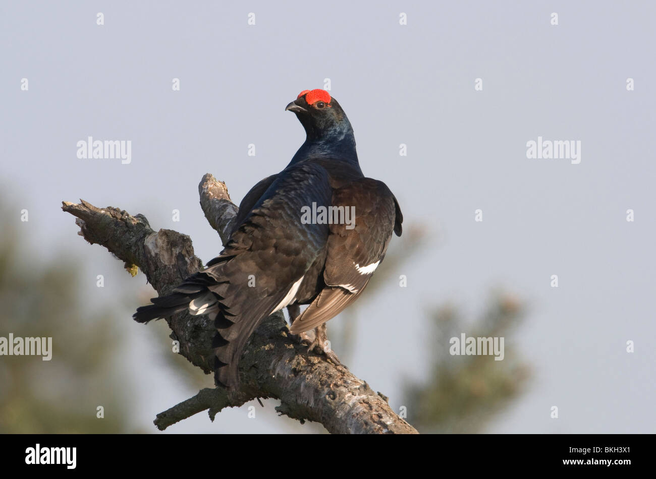 Korhoen, Black Grouse Stock Photo - Alamy