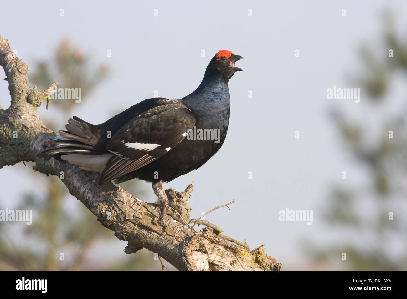 Korhoen, Black Grouse Stock Photo - Alamy
