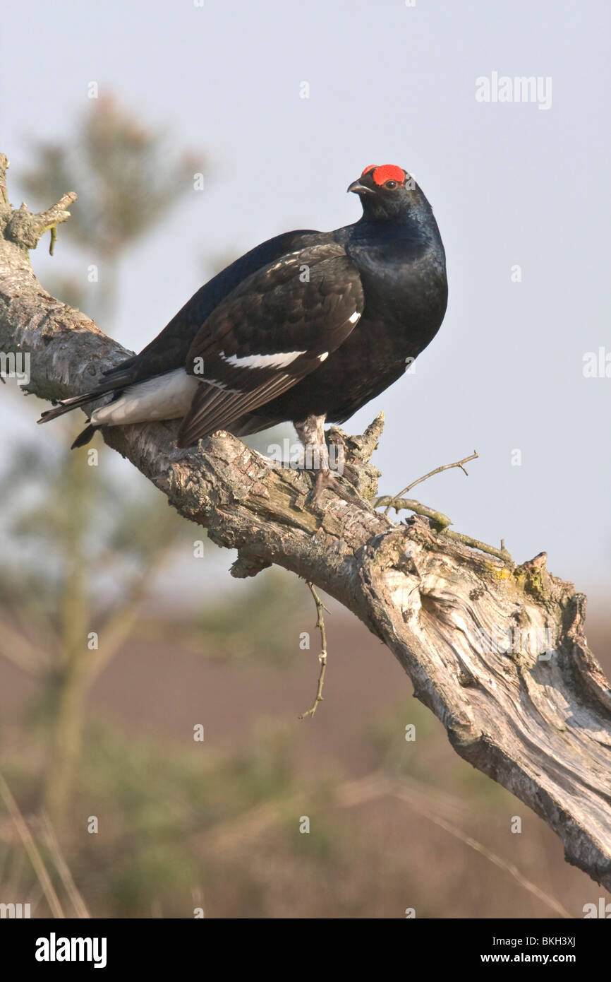 Black rood hi-res stock photography and images - Alamy