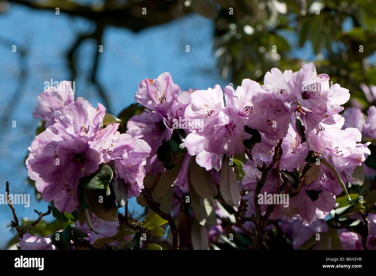 Flowering pink rhododendron in sunny hi-res stock photography and ...