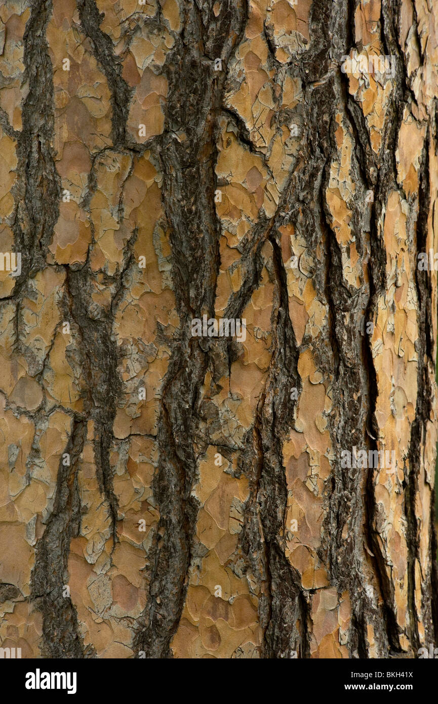 Fissured bark hi-res stock photography and images - Alamy