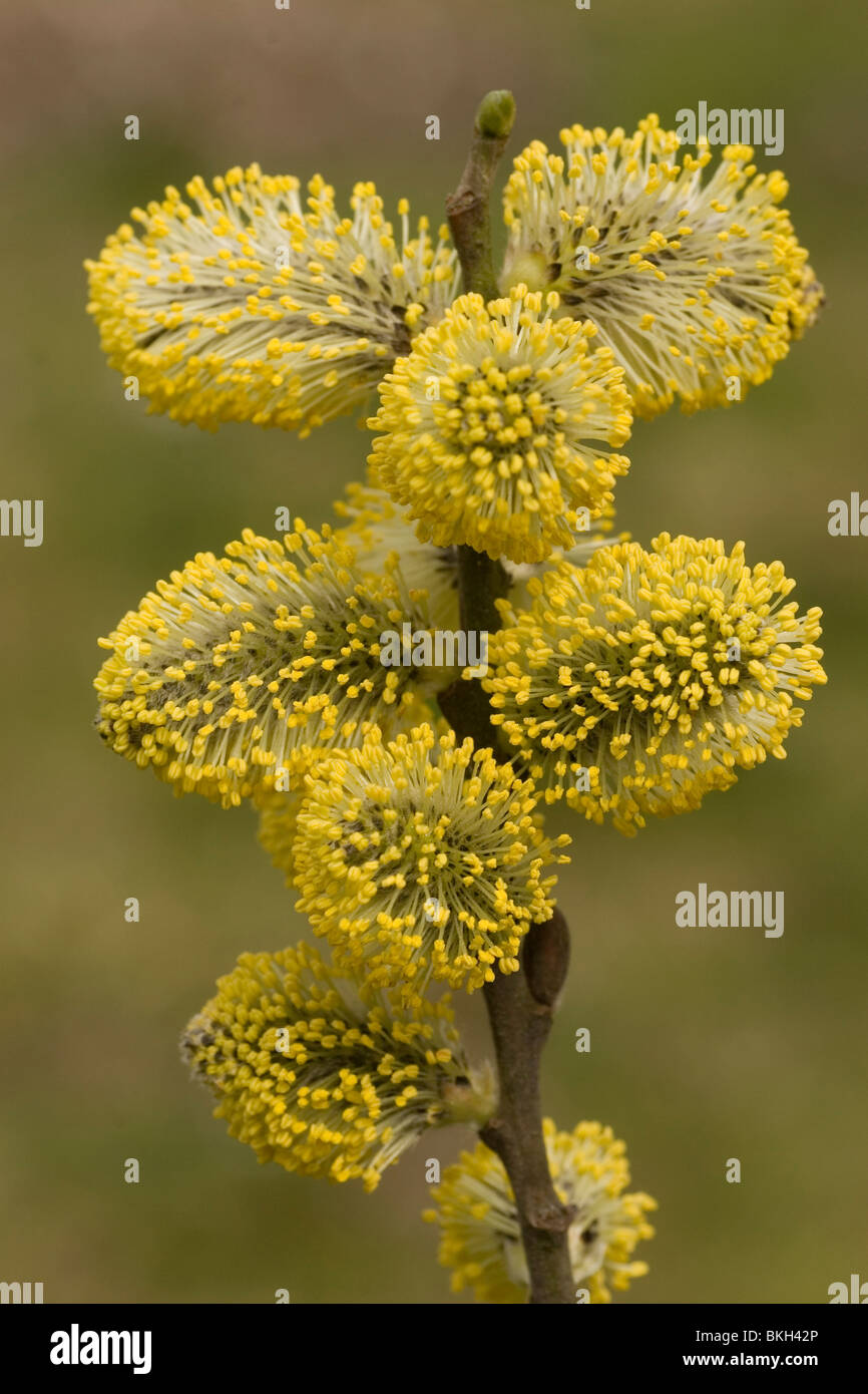 Wilgplant hi-res stock photography and images - Alamy
