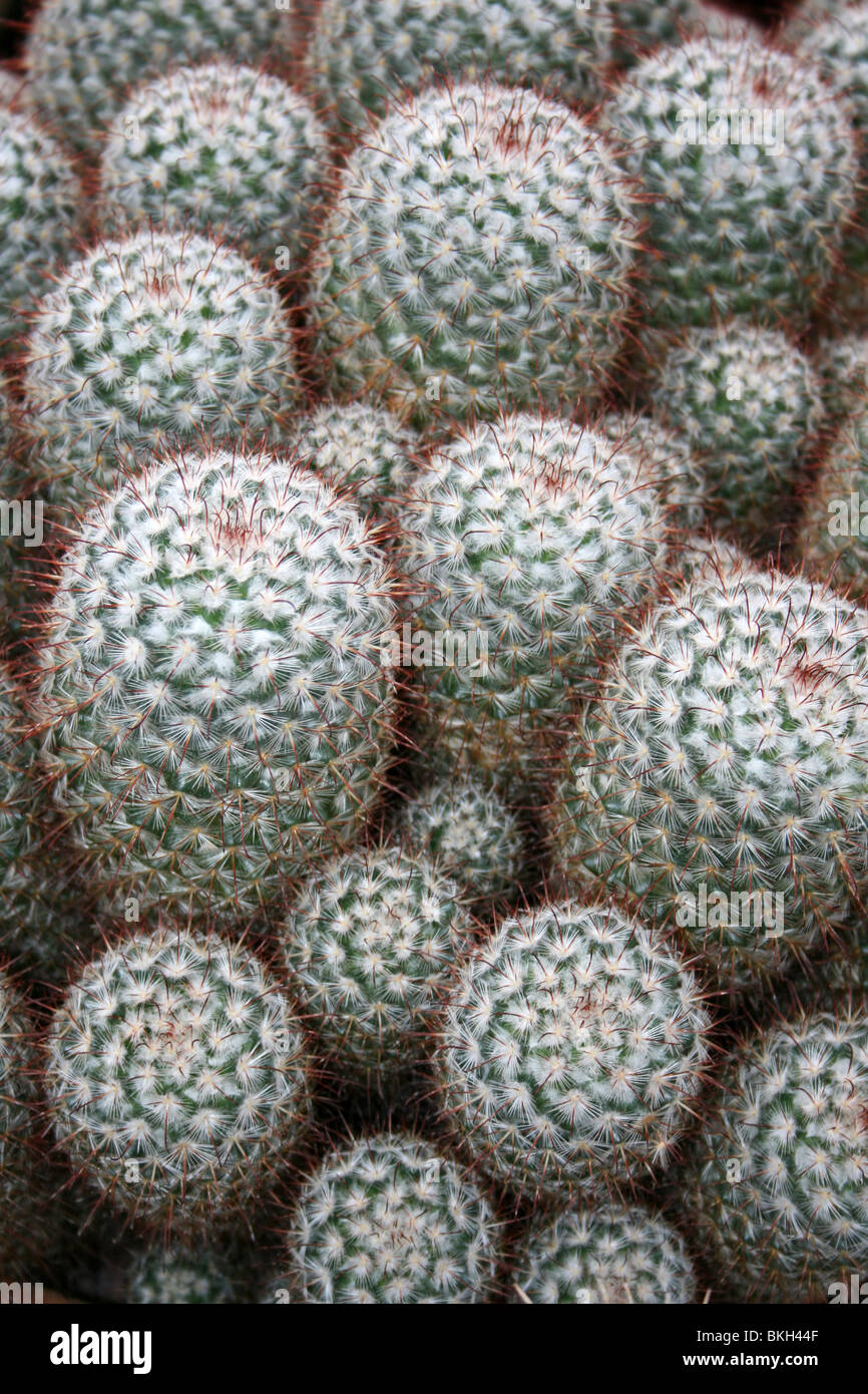 Close Up Of Cactus Taken At Chester Zoo, England, UK Stock Photo - Alamy