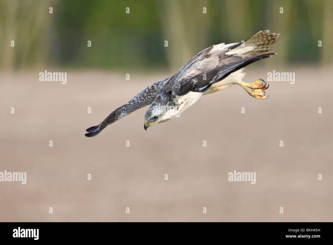 Buizerd in duikvlucht naar een kikker; buzzard diving to catch a frog ...