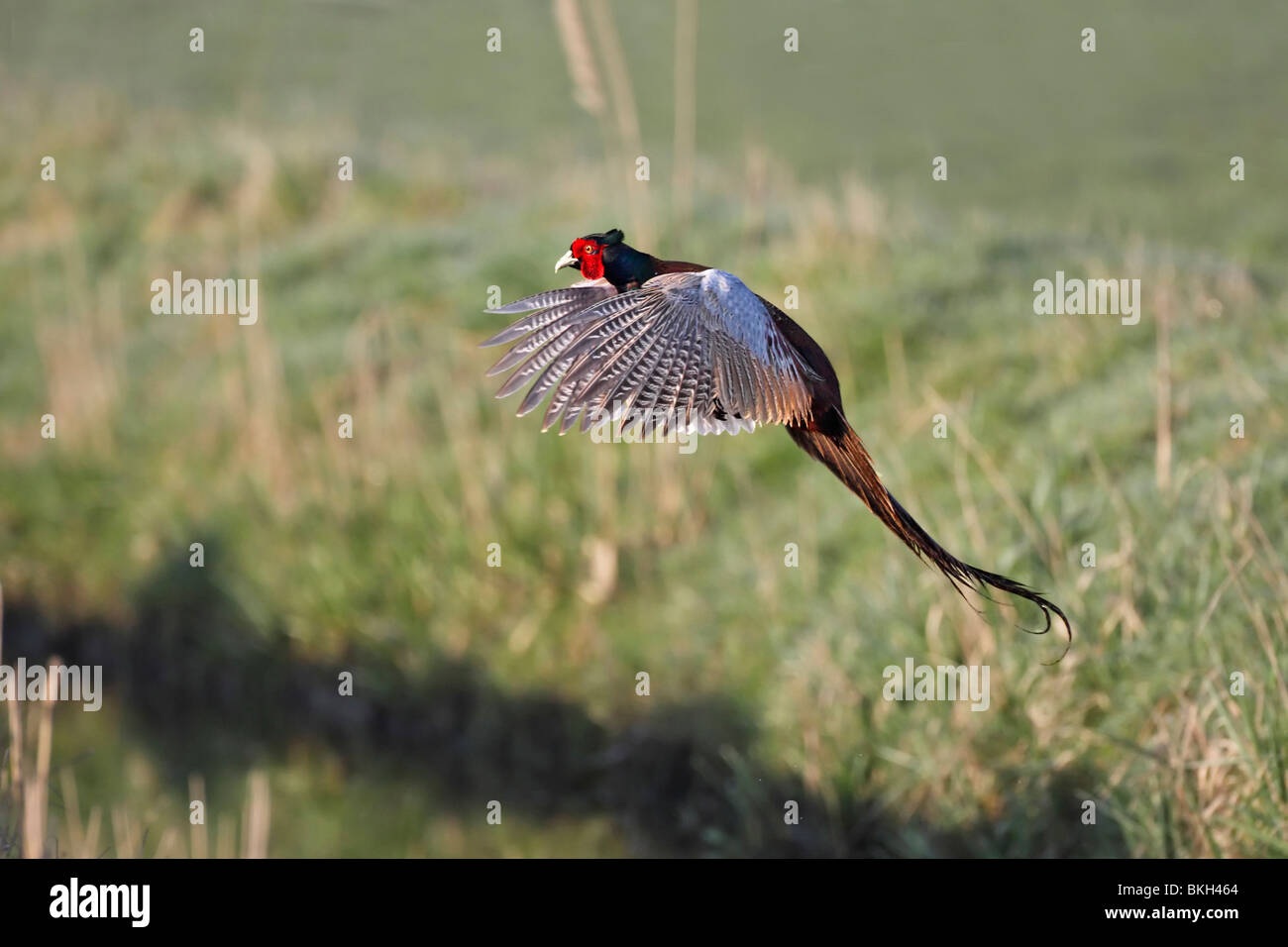 Pheasant flying hi-res stock photography and images - Alamy