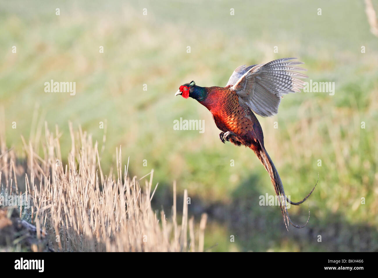 Fazantenhaan vliegend over sloot hi-res stock photography and images - Alamy