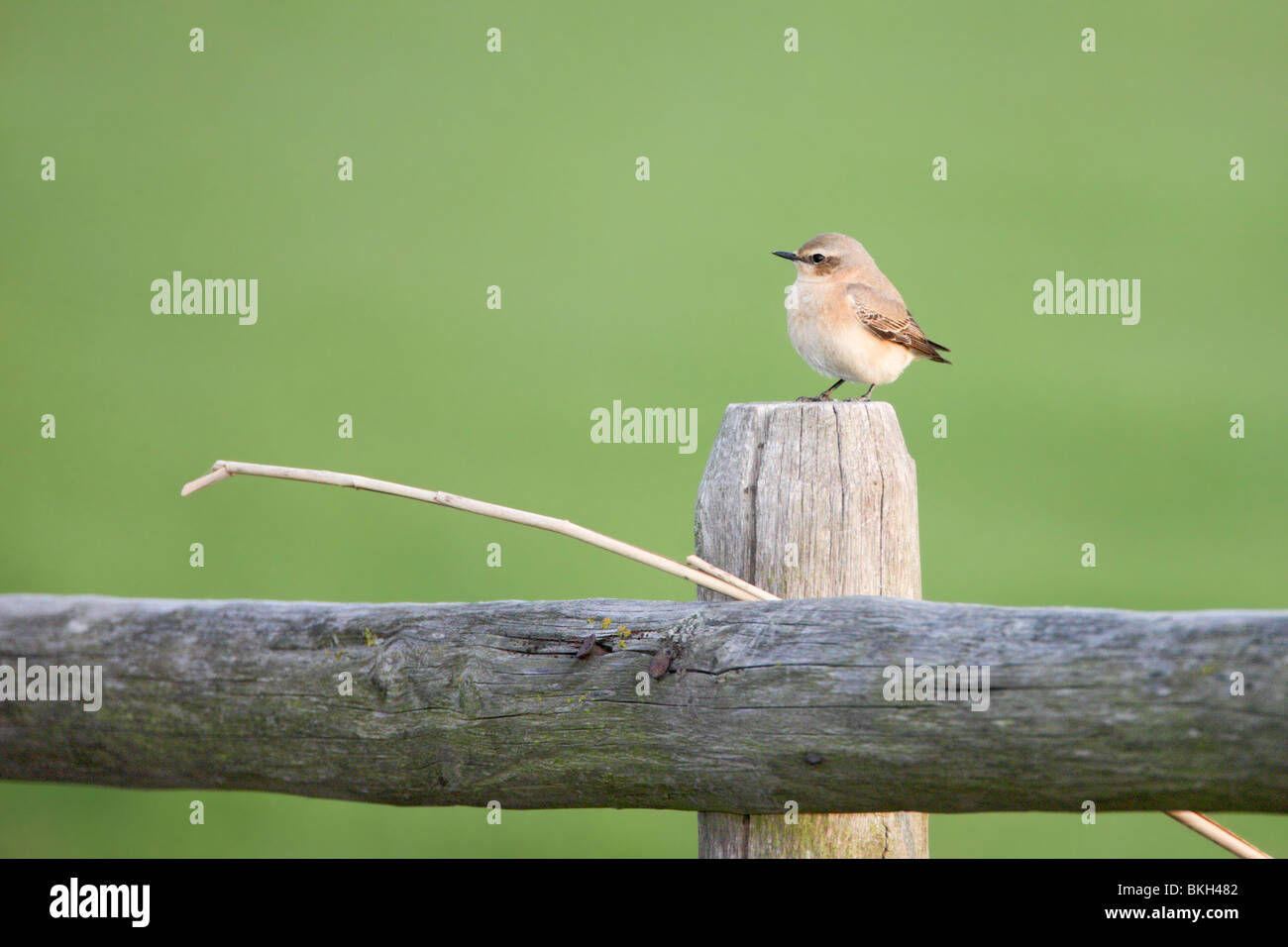 Tapuit tijdens vorjaarstrek in de polder ;northern wheatear during ...