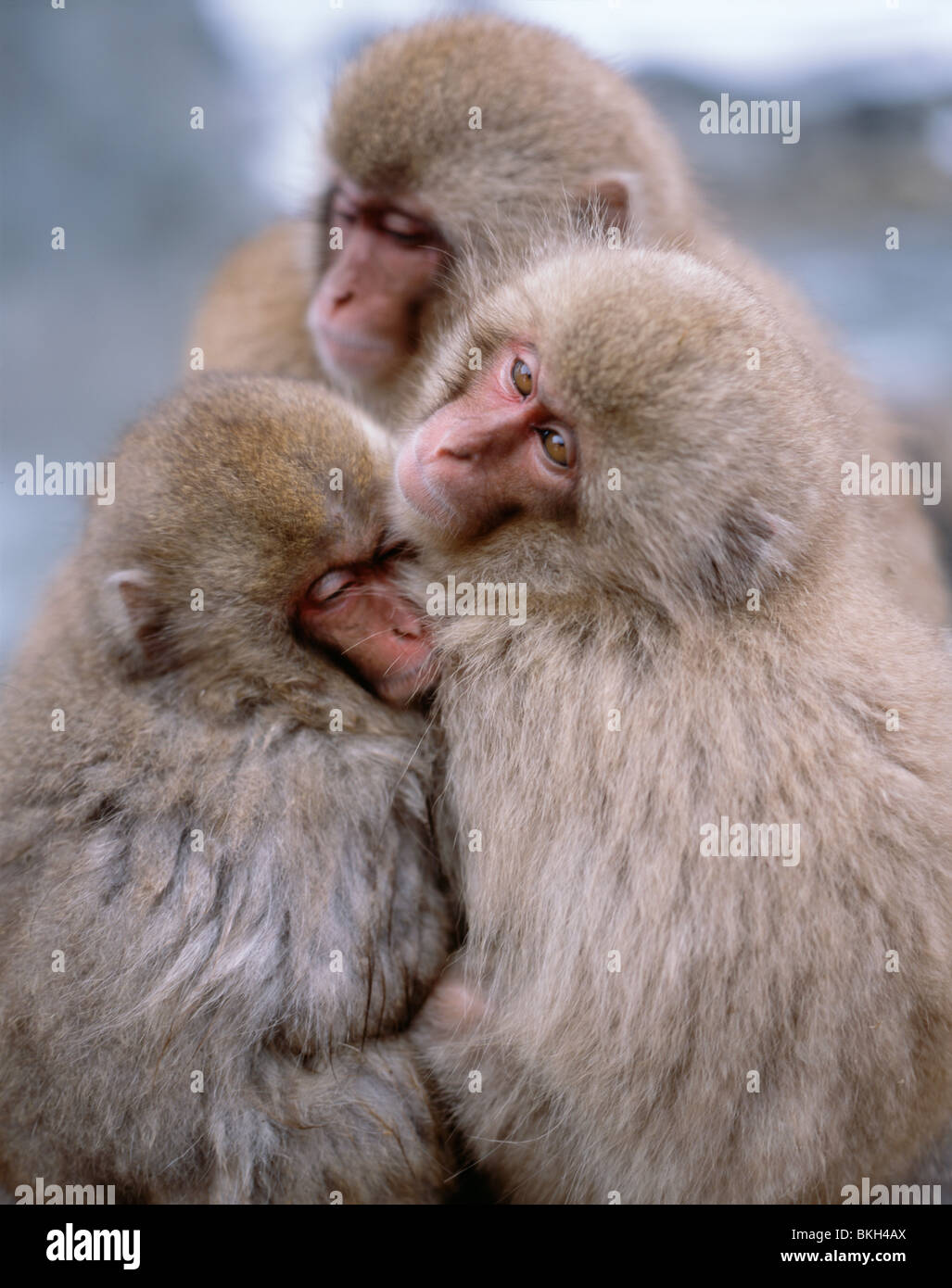 Japanese Snow Monkey , Japanese Macaque ( Macaca fuscata ) bathing in ...