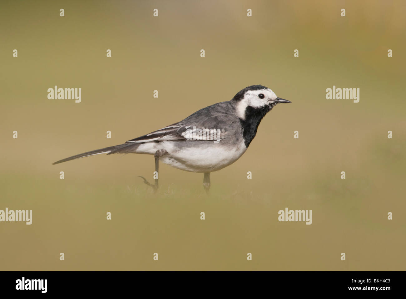 Pied Wagtail Female High Resolution Stock Photography and Images - Alamy