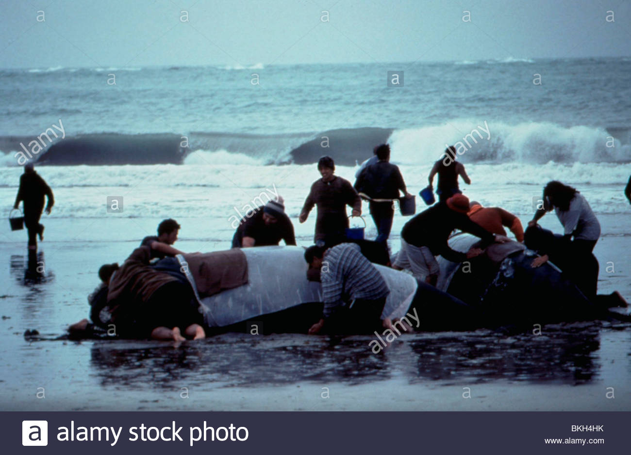 Whale Rider 2002 Stock Photos & Whale Rider 2002 Stock Images - Alamy