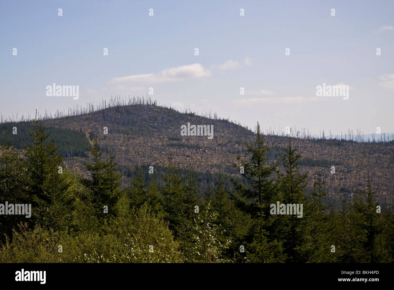 Forest decline in Sumava forest Stock Photo - Alamy