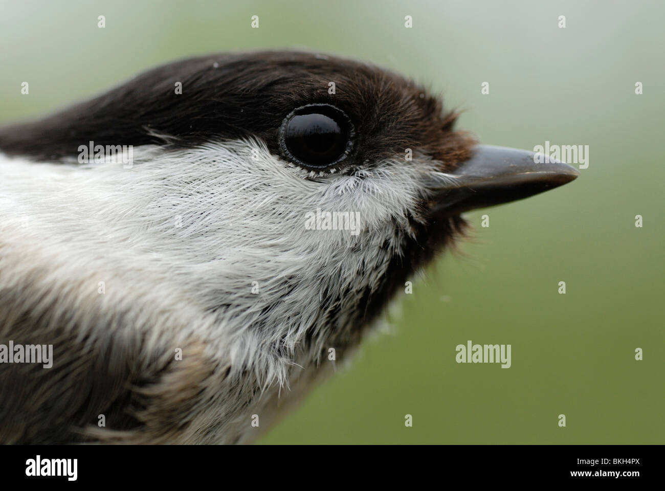 Kopportret Matkop, waarbij duidelijk de kenmerken als stierennek, grote ...