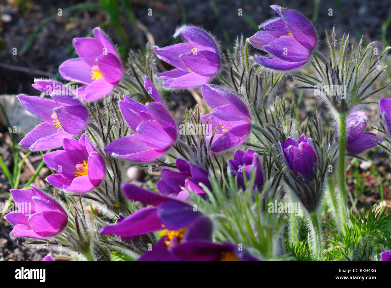 Pasque flowers close up Pulsatilla vulgaris violet spring flower Stock ...
