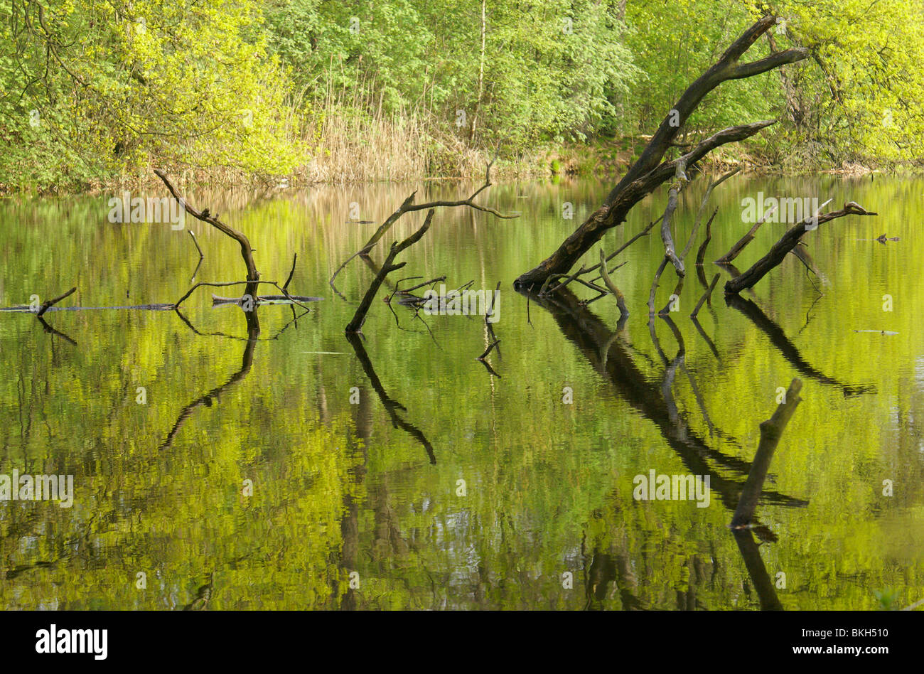 Dead pool hi-res stock photography and images - Alamy