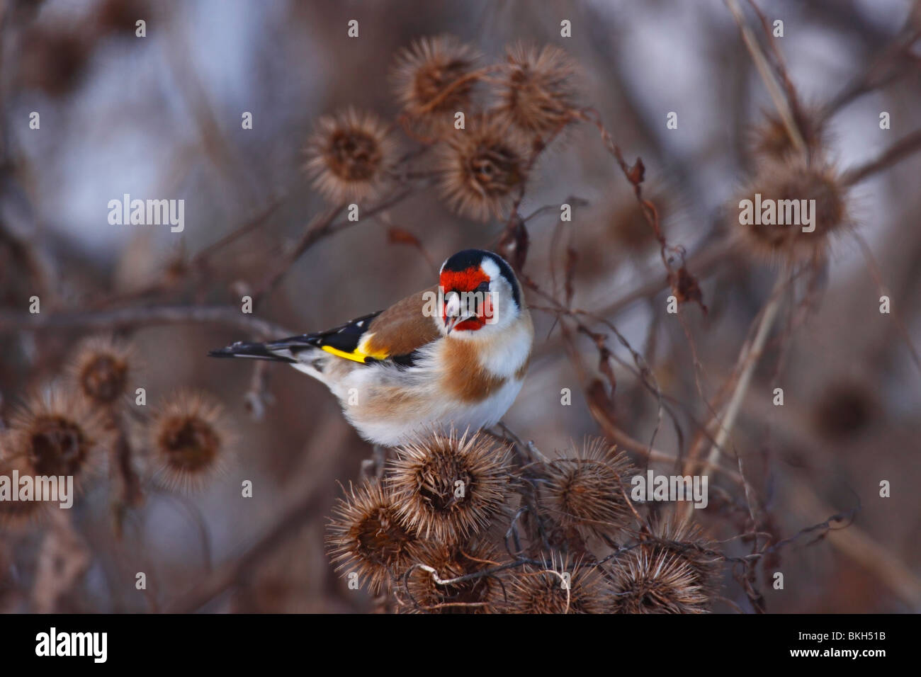 Stieglitz samen hi-res stock photography and images - Alamy